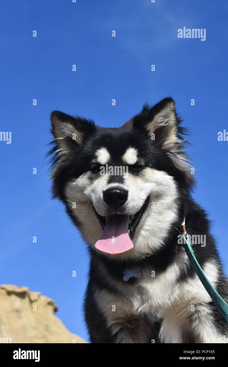 Adorable husky puppy smiling for the camera Stock Photo - Alamy