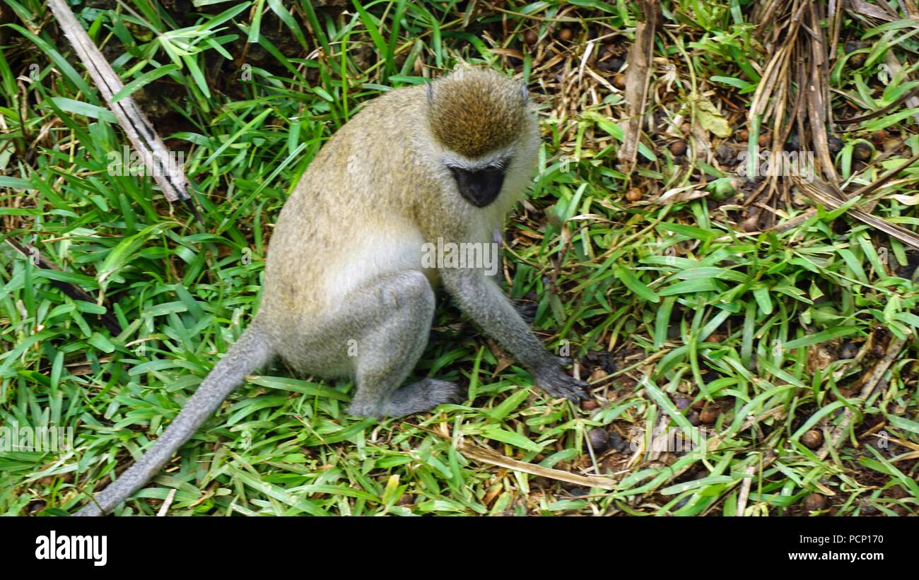 Grivet monkey savanna monkey green hi-res stock photography and images ...