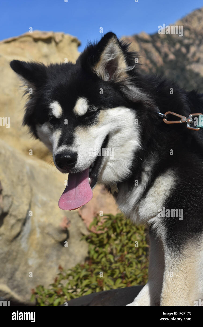 Beautiful siberian husky playing outside Stock Photo - Alamy