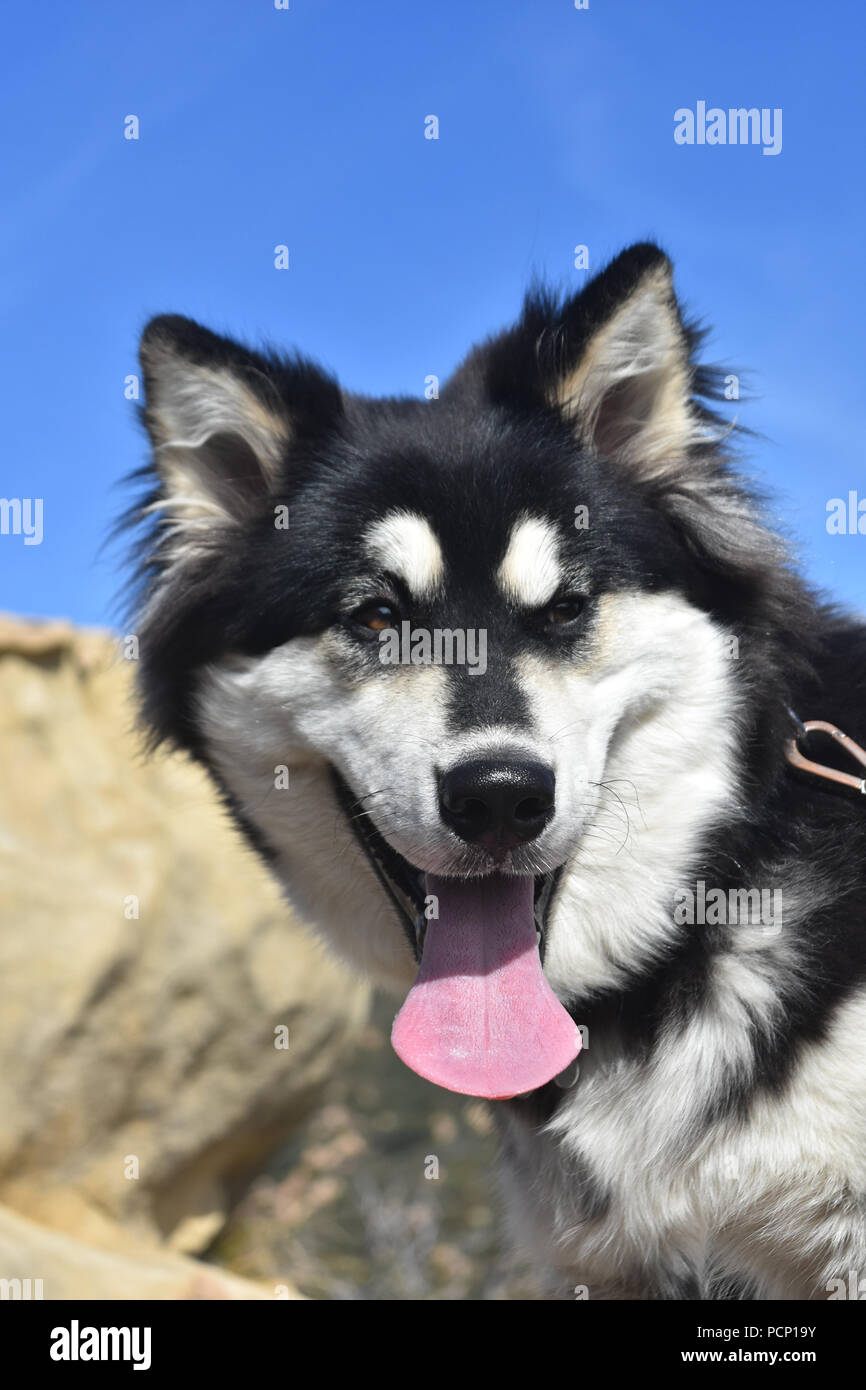 Cute siberian husky puppy with fluffy fur Stock Photo - Alamy