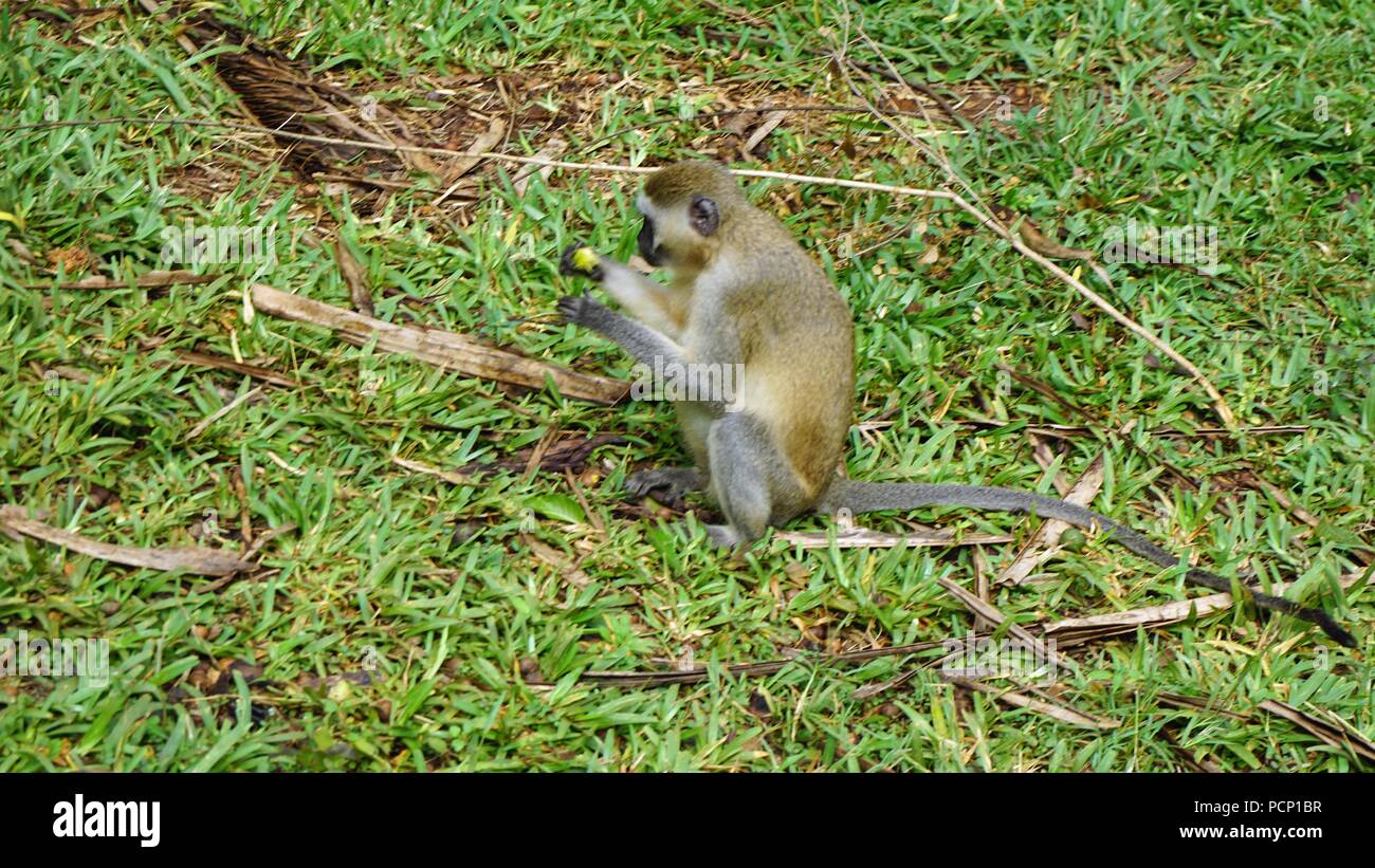 wild living monkey in the savanna of kenyan national park Stock Photo ...