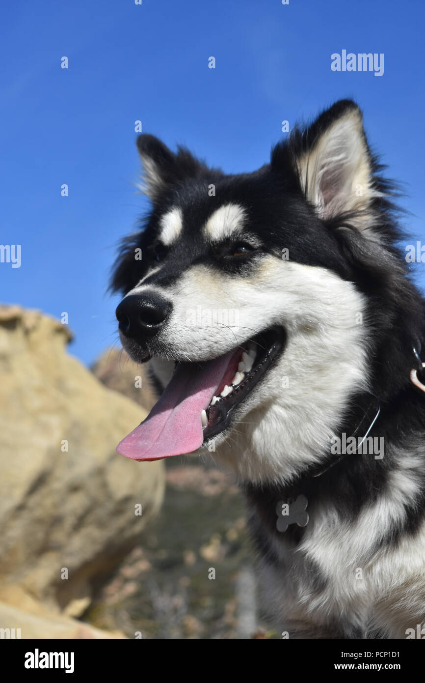 Big smile and mouth open on a husky puppy Stock Photo - Alamy