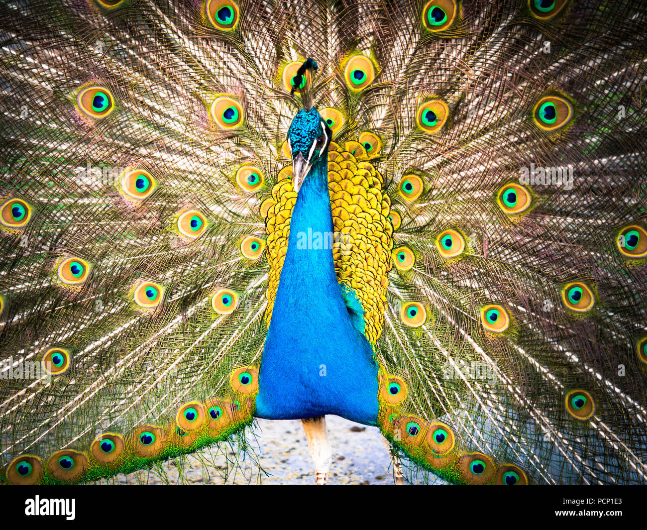 Colorful peacock and its wonderful tail Stock Photo - Alamy