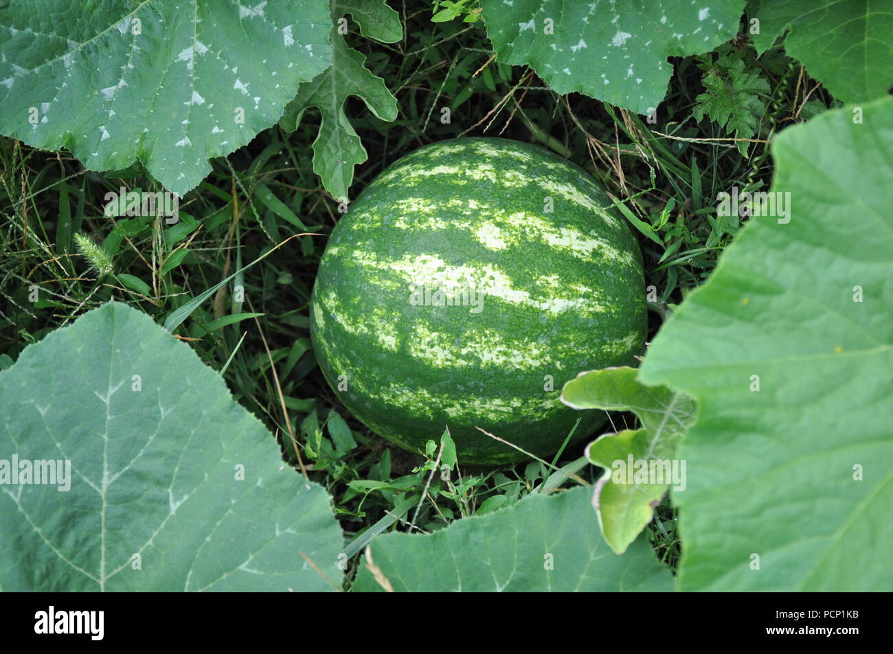 Watermelon plant Stock Photo - Alamy Watermelon plant Stock Photo - Alamy