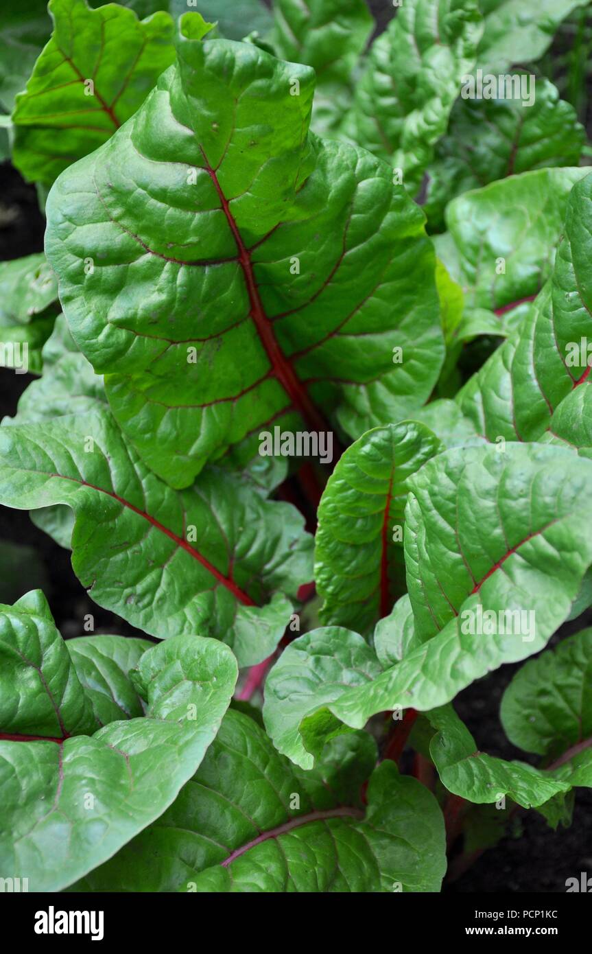 Swiss chard leaves Stock Photo - Alamy