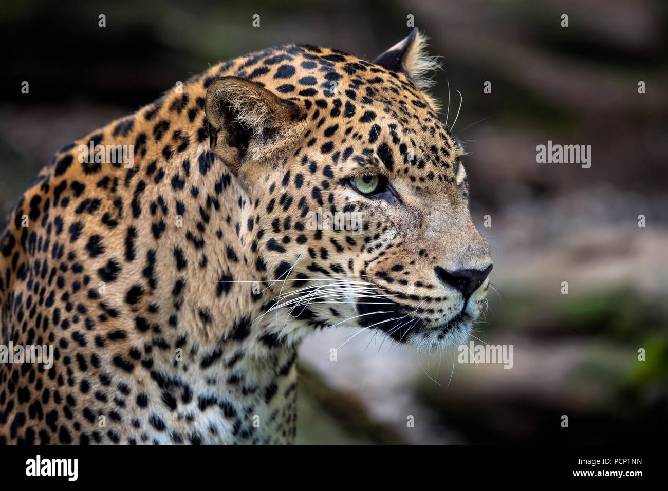 Ceylon cat hi-res stock photography and images - Alamy