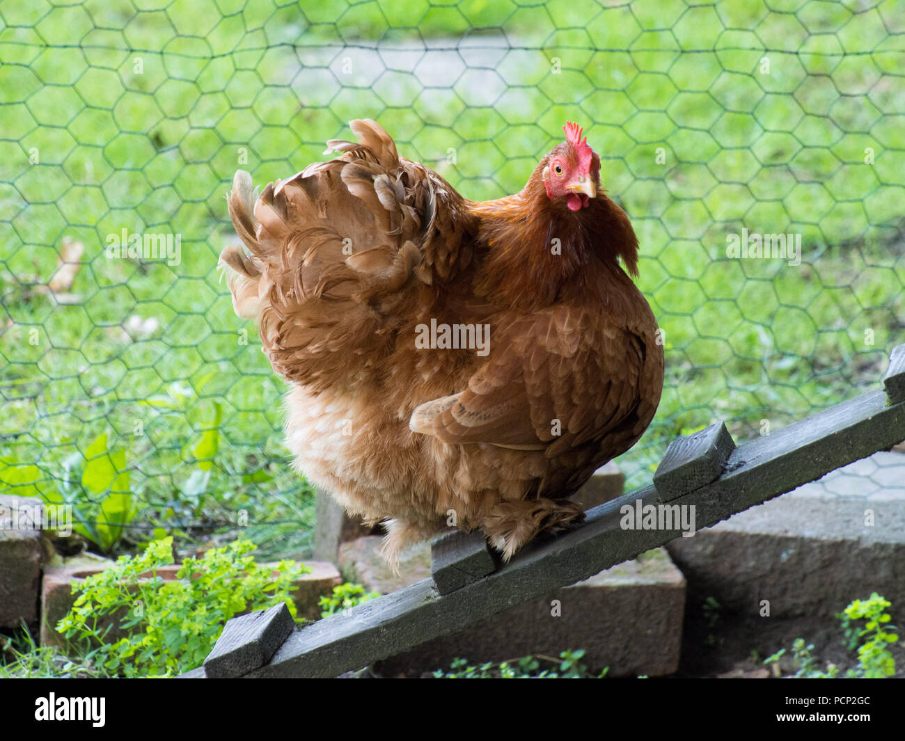 A buff bantam hen, on a ramp into her house, with chicken wire and ...