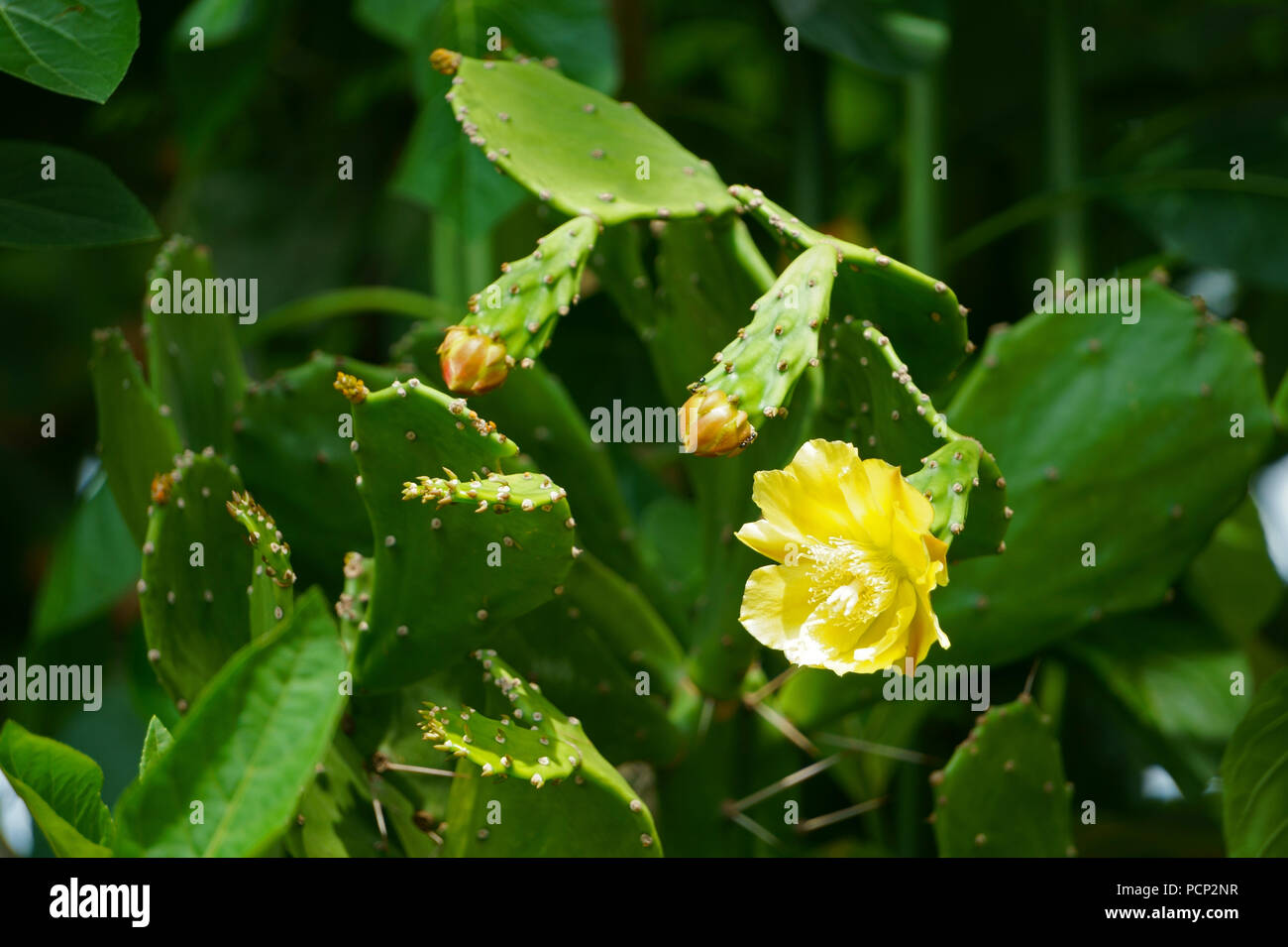 Summer cactus hi-res stock photography and images - Alamy