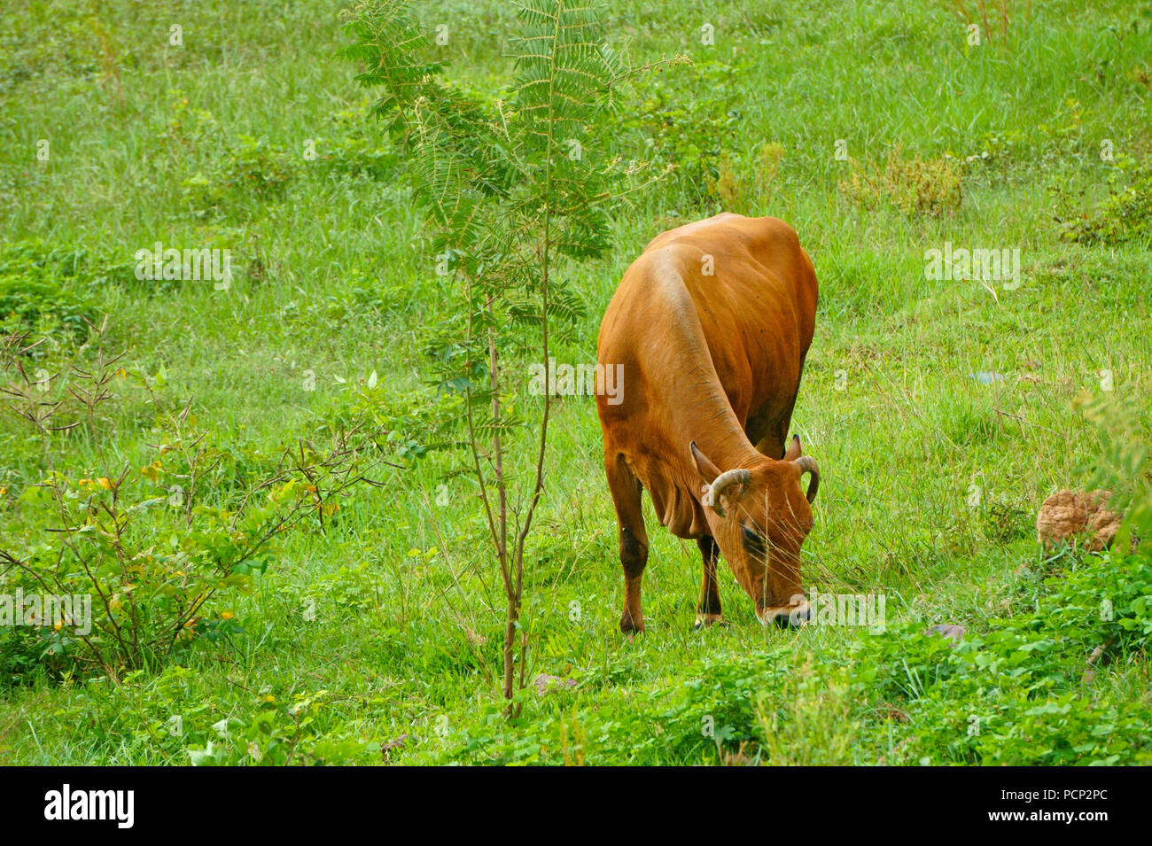 Cow grazing on green background of vegetation Stock Photo - Alamy
