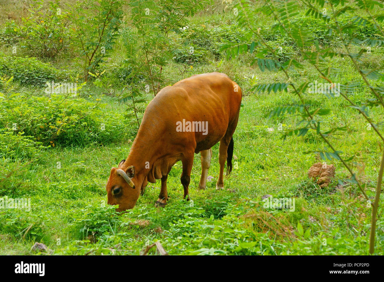 Tropical cattle hi-res stock photography and images - Alamy