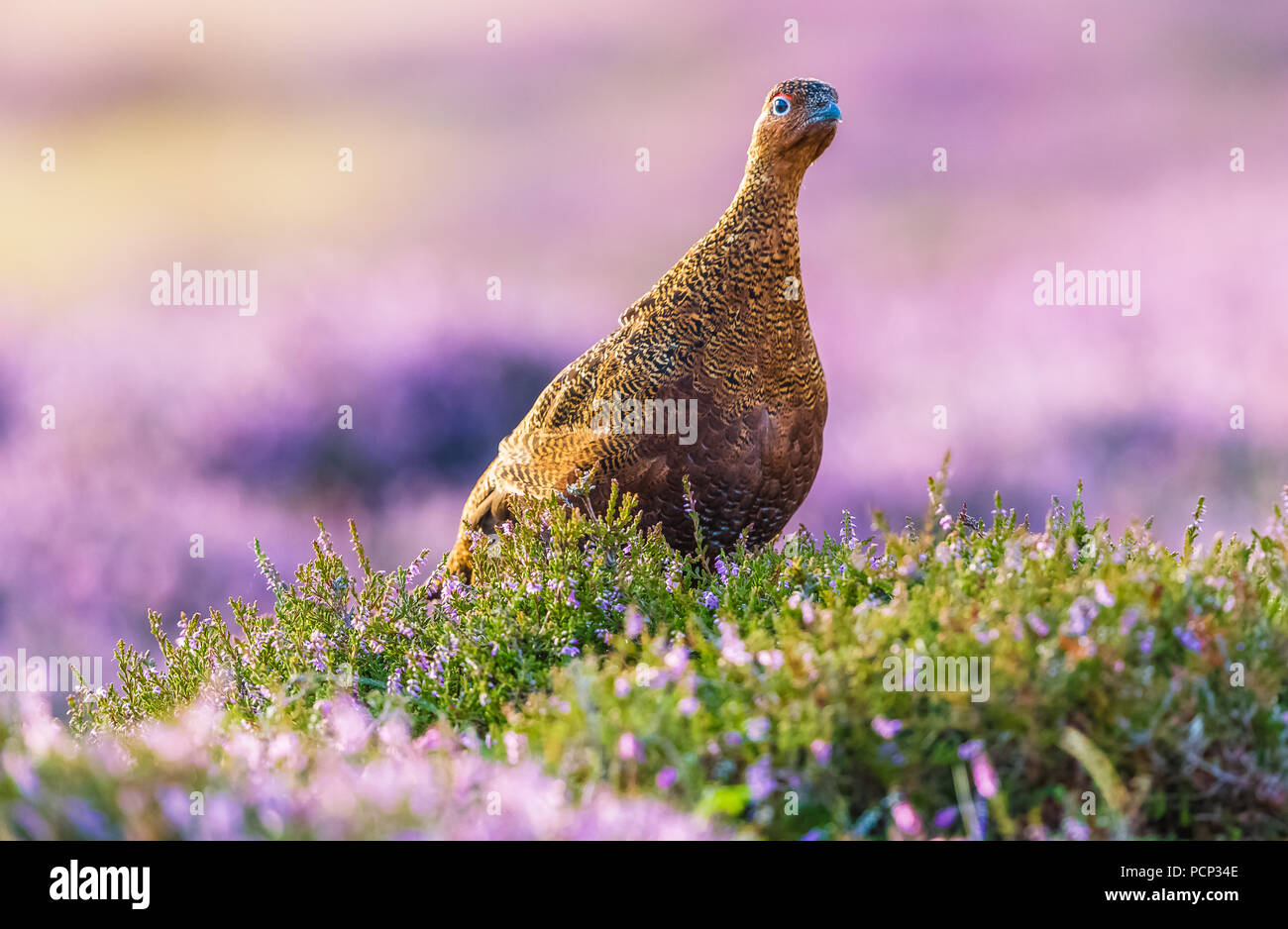 Red grouse on Grouse moor, covered with purple heather during the month ...