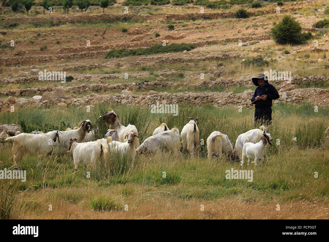 OYOUN ORGHOSH, LEBANON - JULY 21, 2018: A goatherder with his goat herd ...