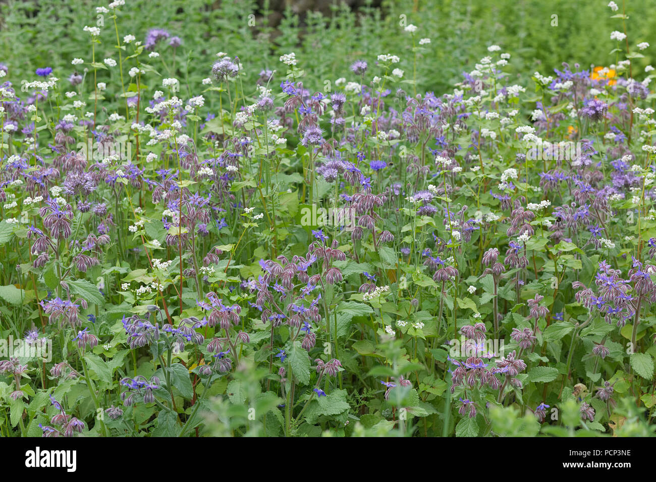 field of borage Stock Photo - Alamy