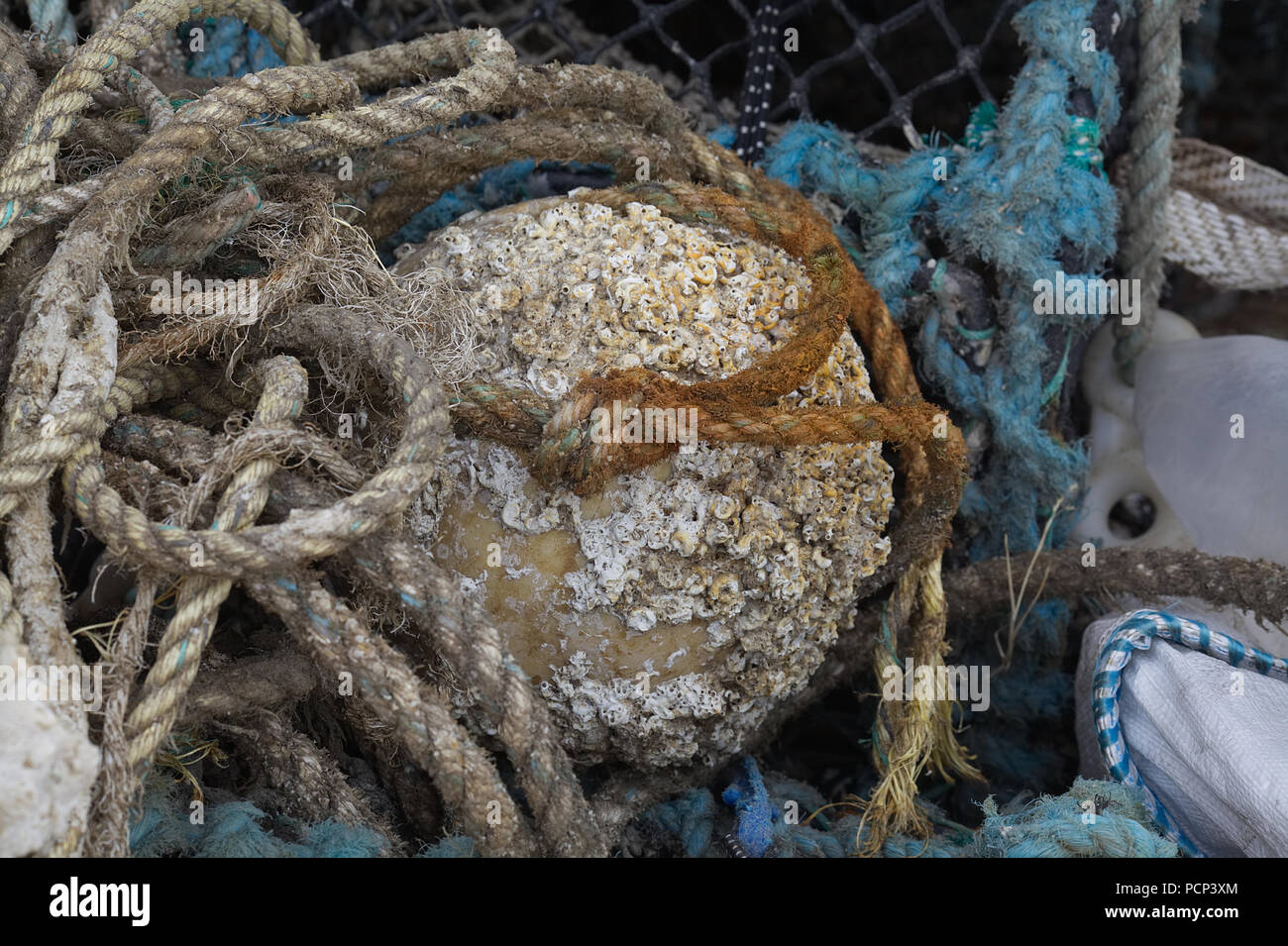 Buoy barnacles hi-res stock photography and images - Alamy