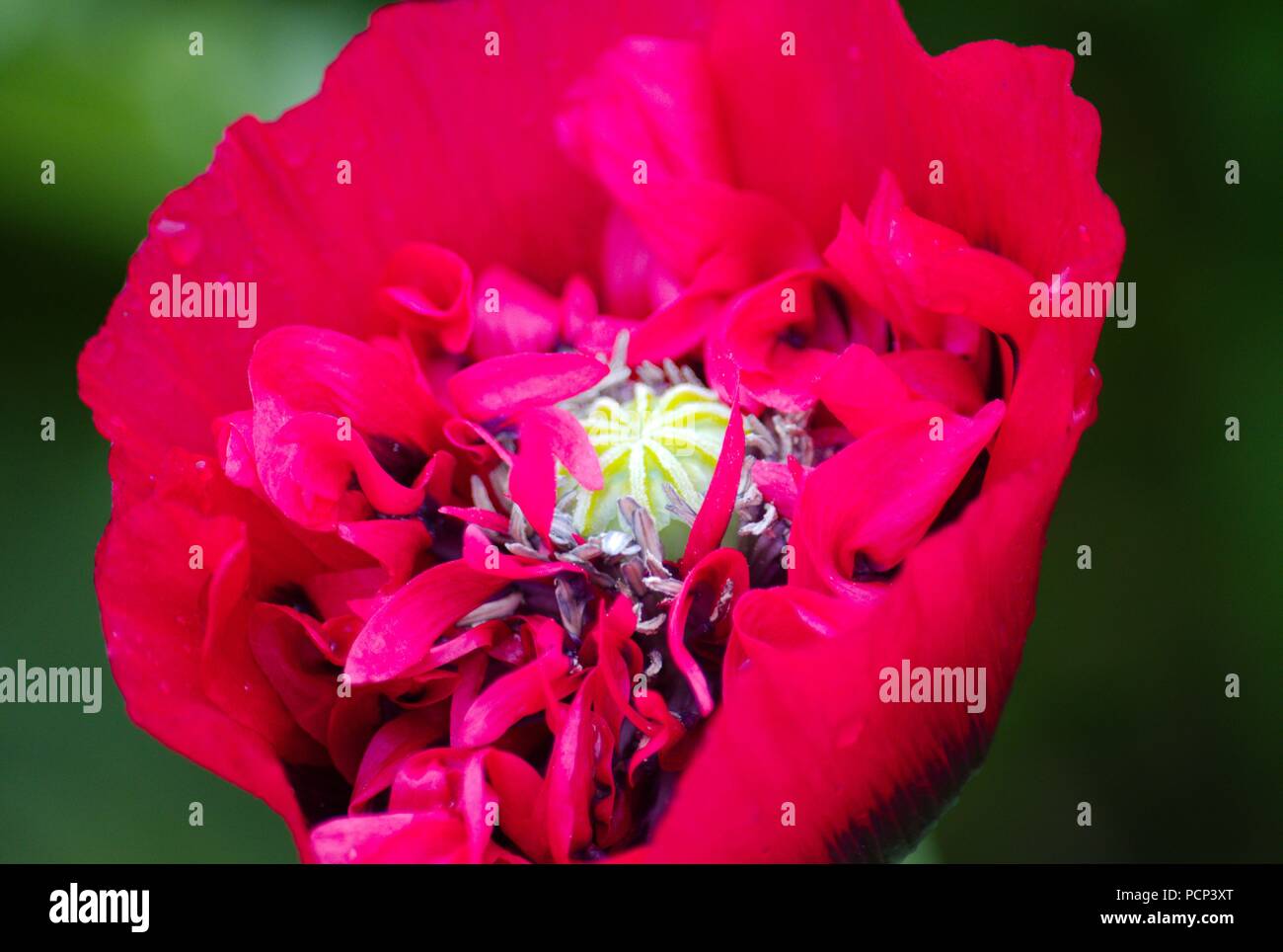 Red opium poppy Stock Photo - Alamy