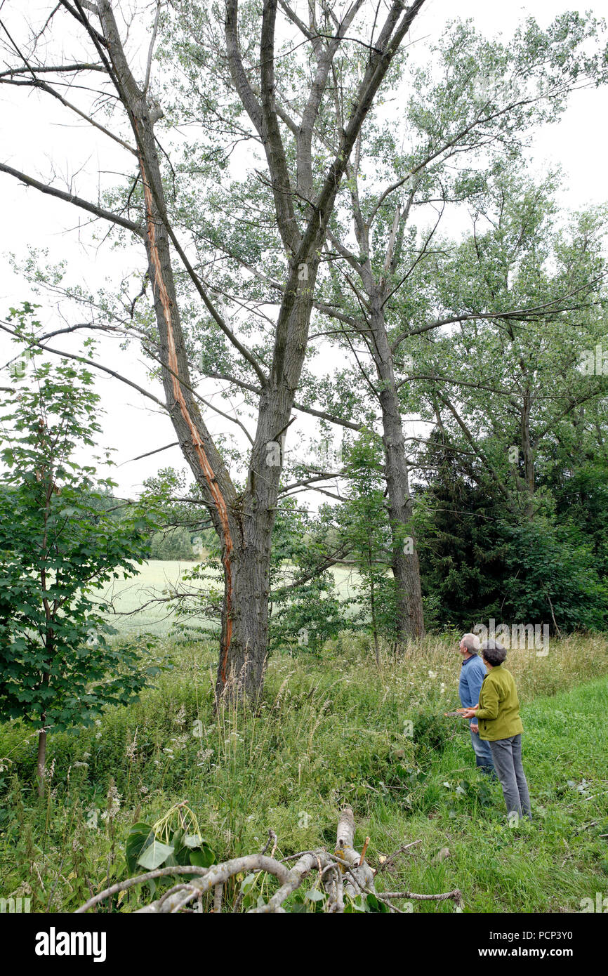 bark of a tree after lightning strike, lower silesia, poland, europe ...