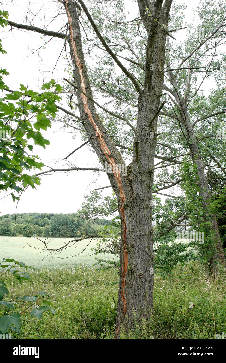 bark of a tree after lightning strike, lower silesia, poland, europe ...