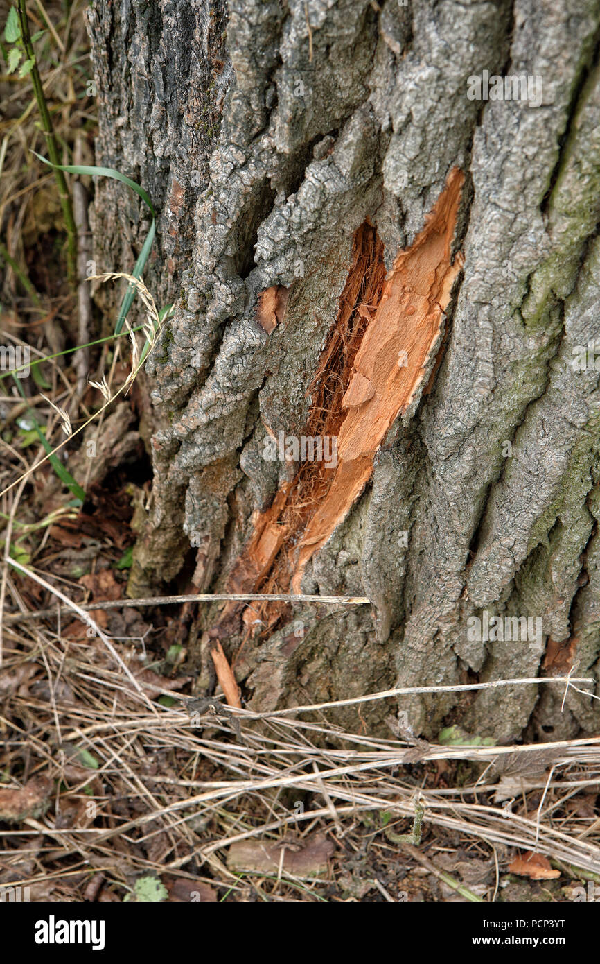 Lightning strike tree hi-res stock photography and images - Alamy
