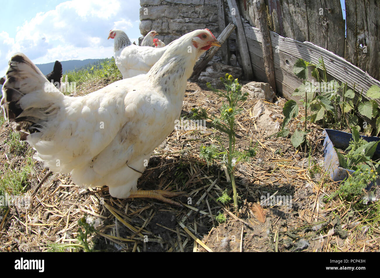 big white hen in the farm photografed by fish eye lens Stock Photo - Alamy