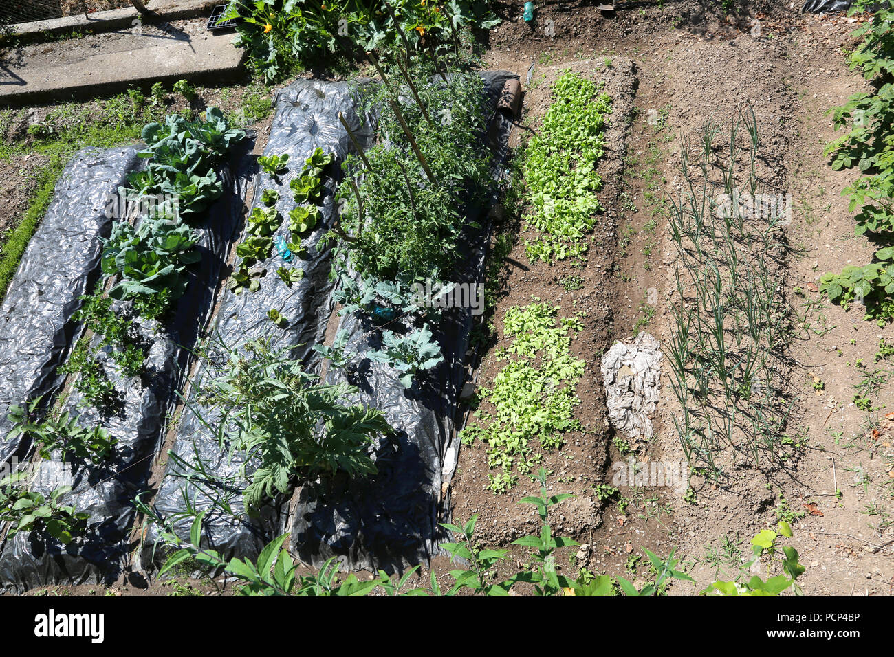 vegetable garden with the cultivation of lettuce tomato and onions with ...