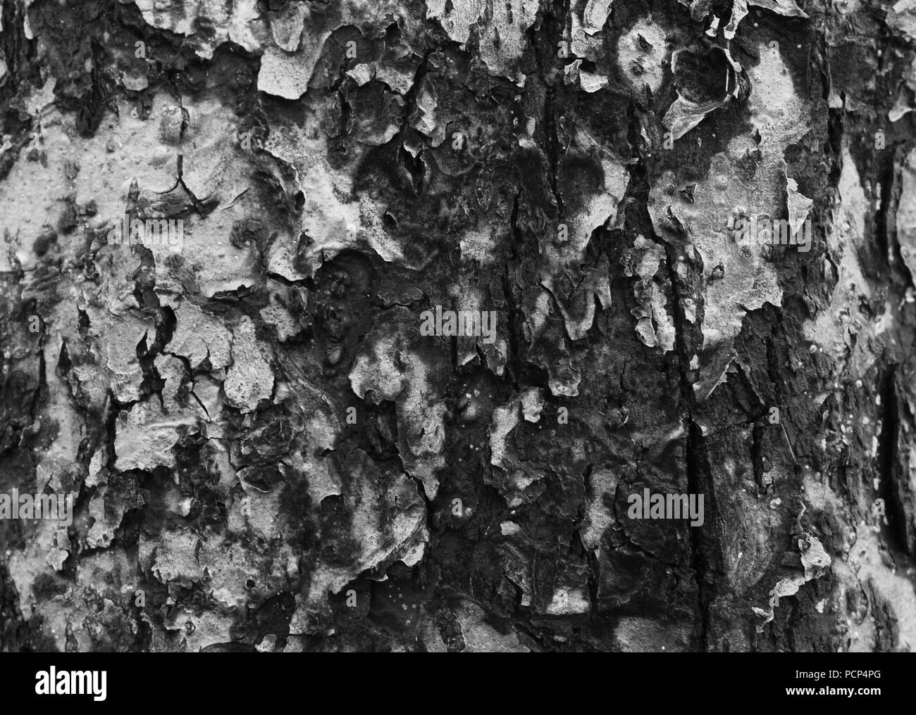 Rough tree branch texture hi-res stock photography and images - Alamy