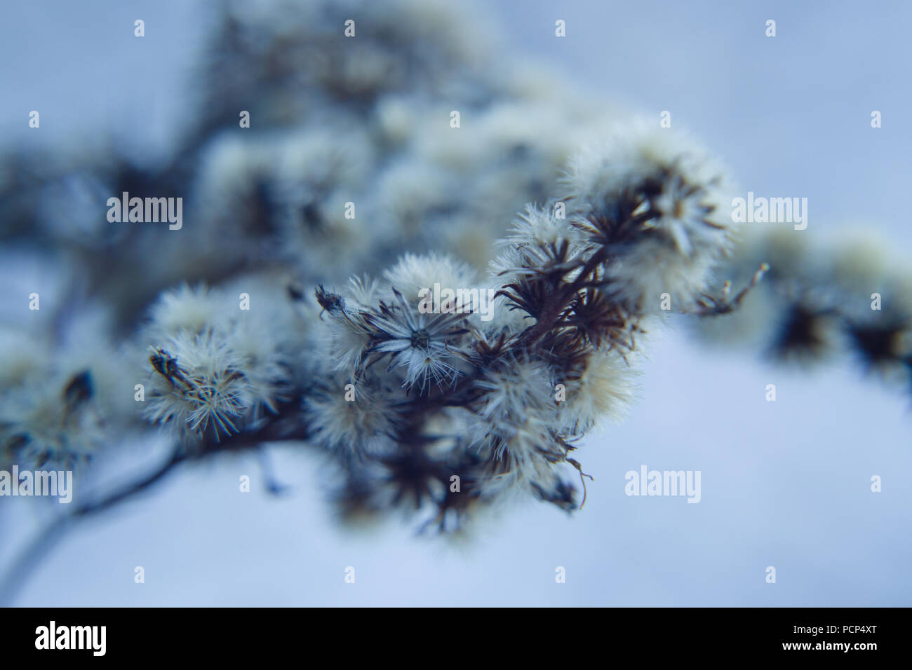 bush with thorns Stock Photo - Alamy