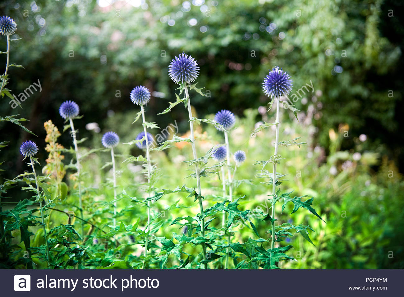 Spiky Shrubs Landscaping