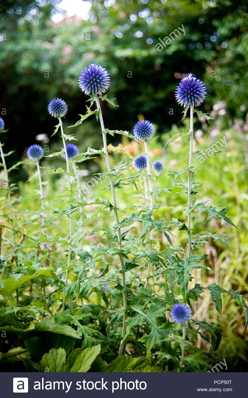 Spiky Plants Stock Photos & Spiky Plants Stock Images - Alamy