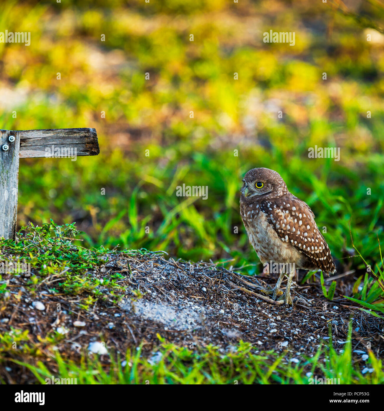 Florida Burrowing Owl Stock Photo - Alamy