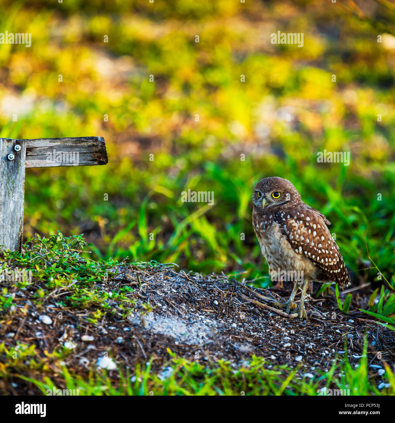 Florida Burrowing Owl Stock Photo - Alamy