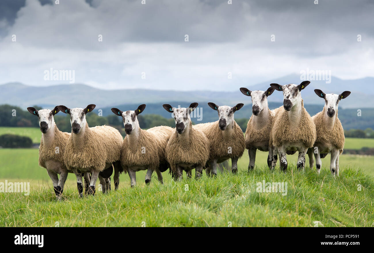 Blue faced leicester sheep hi-res stock photography and images - Alamy