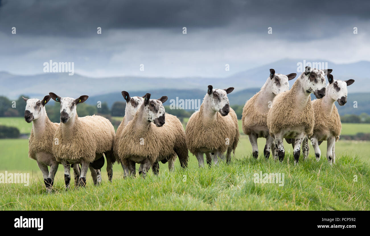 Blue faced leicester sheep hi-res stock photography and images - Alamy