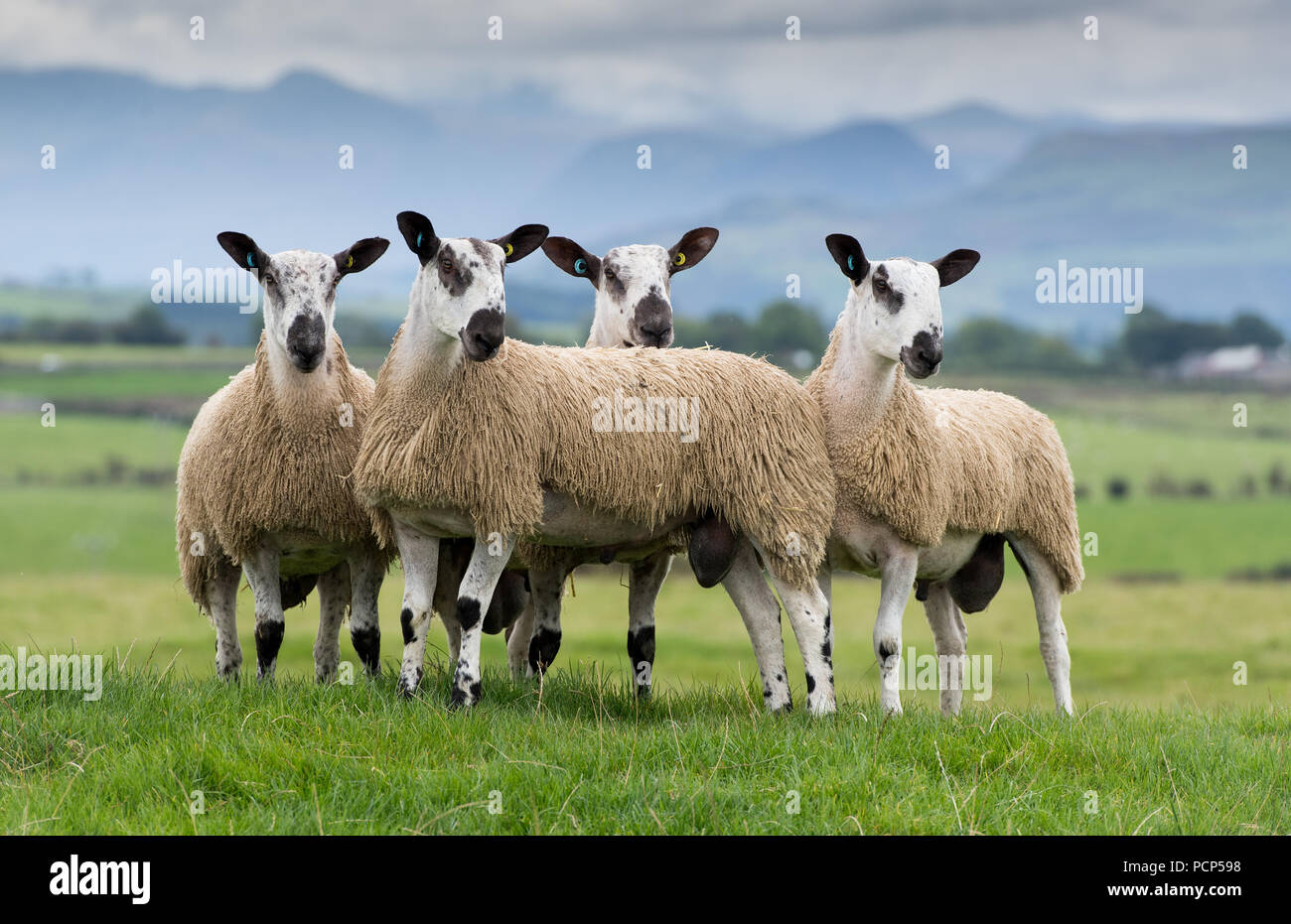 Northern mules ears hi-res stock photography and images - Alamy