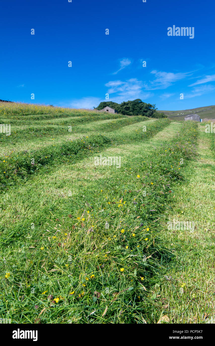 Freshly mowed upland meadow in the Yorkshire Dales, UK Stock Photo - Alamy