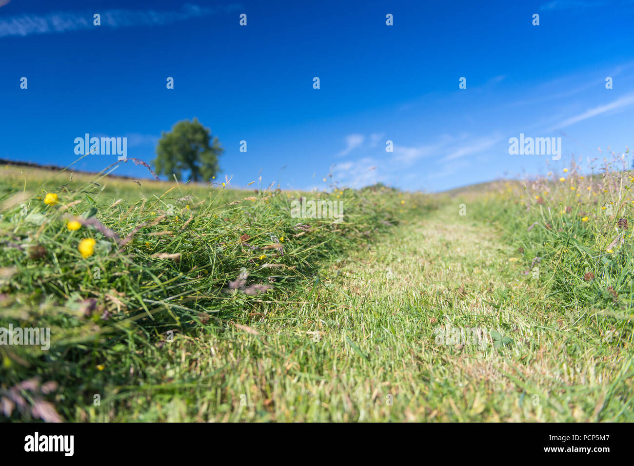 Freshly mowed upland meadow in the Yorkshire Dales, UK Stock Photo - Alamy