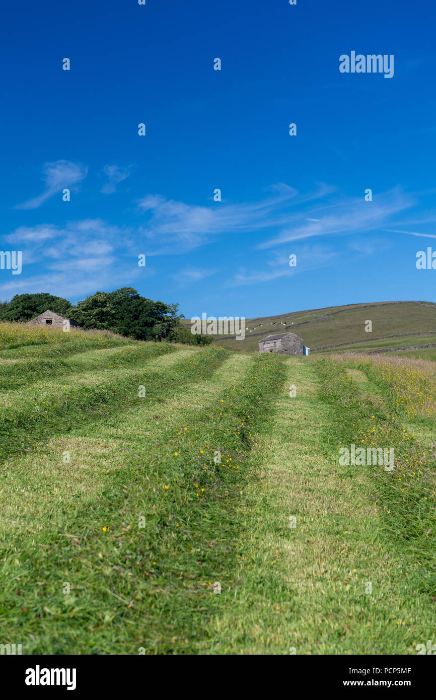Freshly mowed upland meadow in the Yorkshire Dales, UK Stock Photo - Alamy