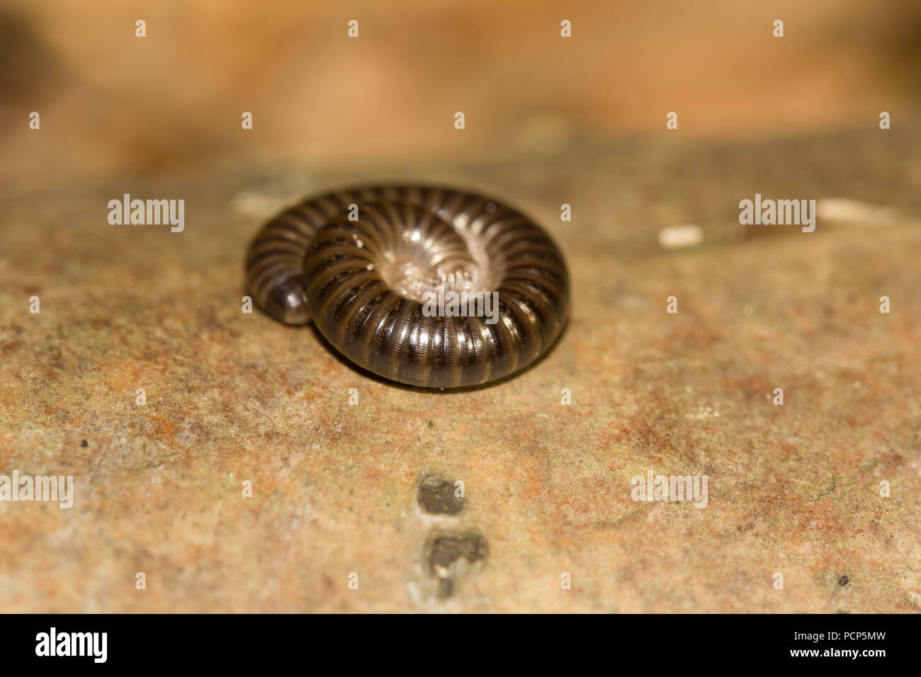 Striped millipede ommatoiulus hi-res stock photography and images - Alamy