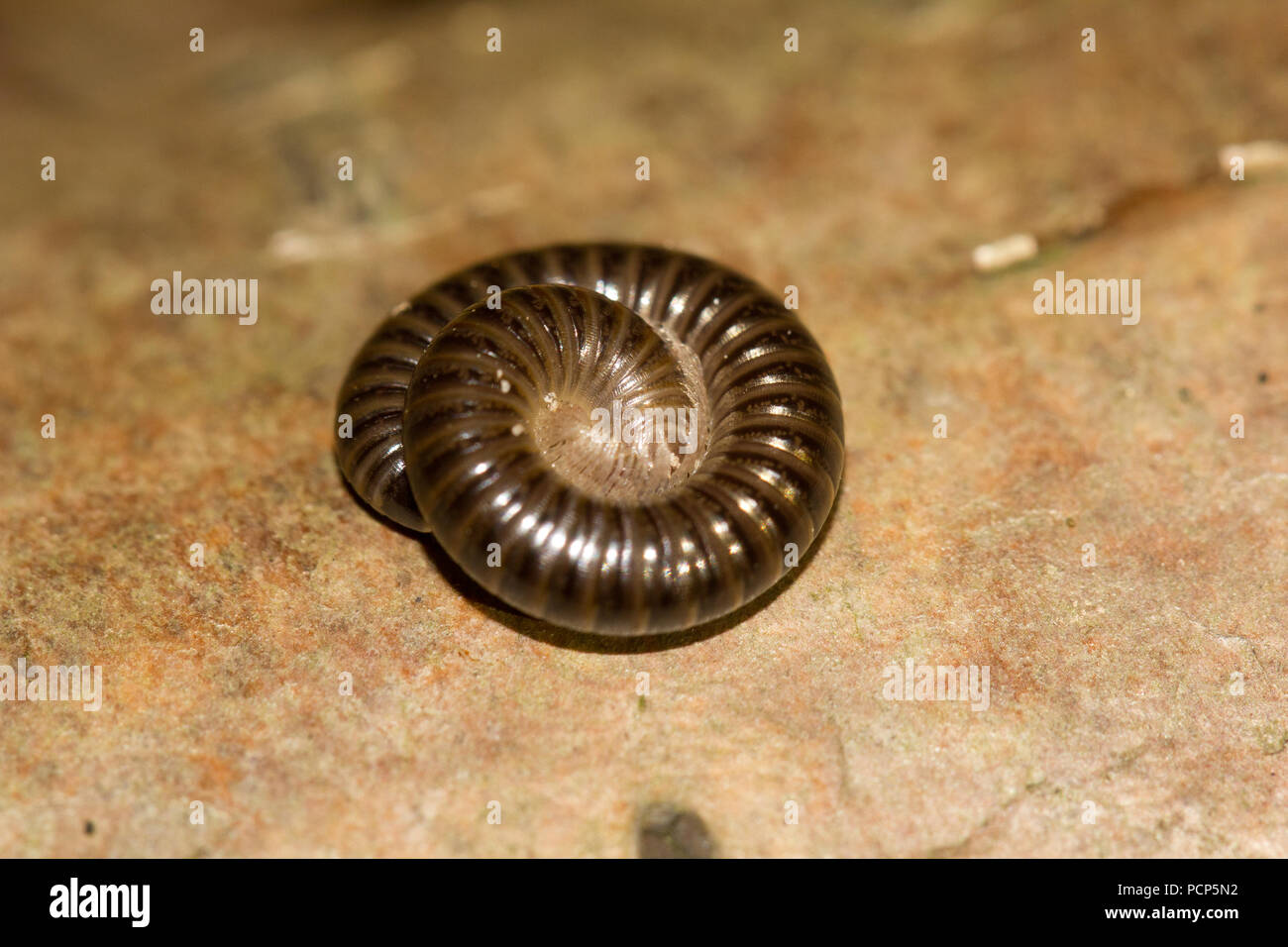 Striped millipede ommatoiulus hi-res stock photography and images - Alamy
