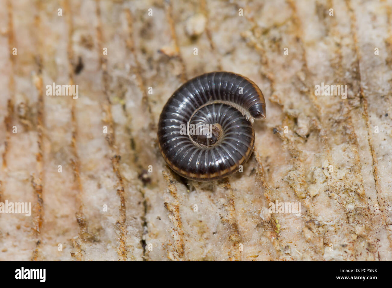 European striped millipede Stock Photo - Alamy