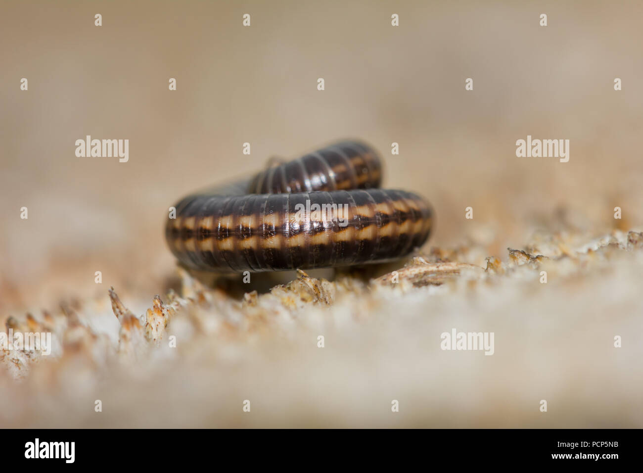 Striped millipede ommatoiulus hi-res stock photography and images - Alamy