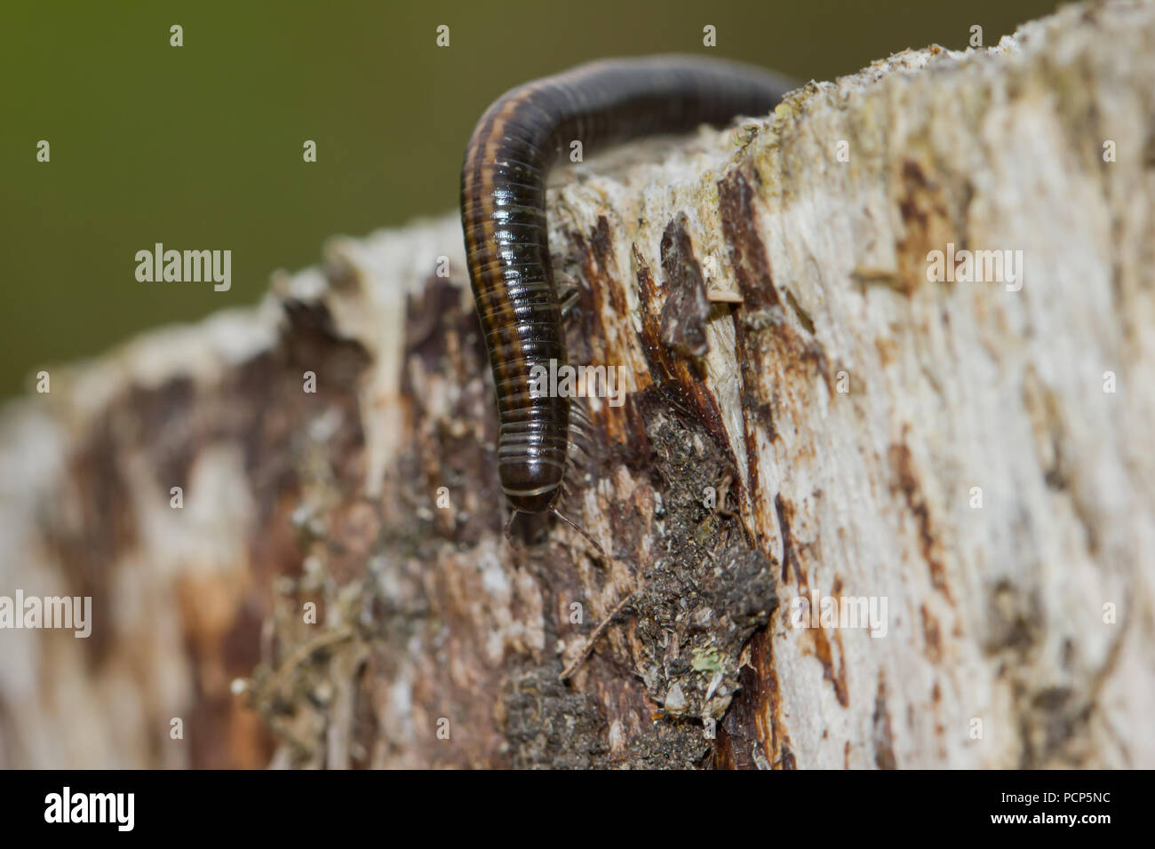 Striped millipede ommatoiulus hi-res stock photography and images - Alamy