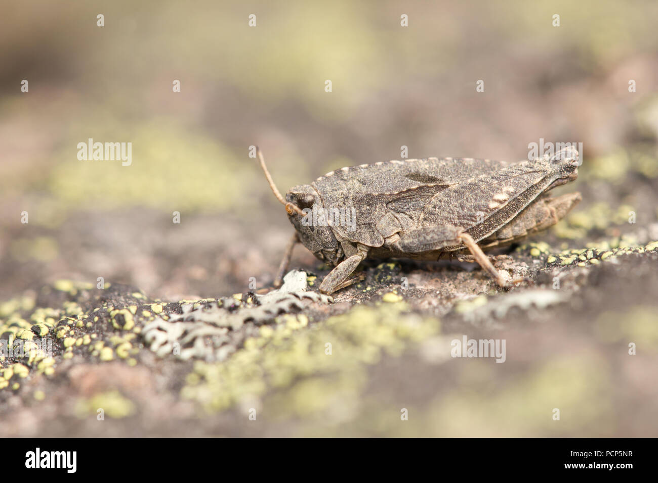 Groundhopper hi-res stock photography and images - Alamy