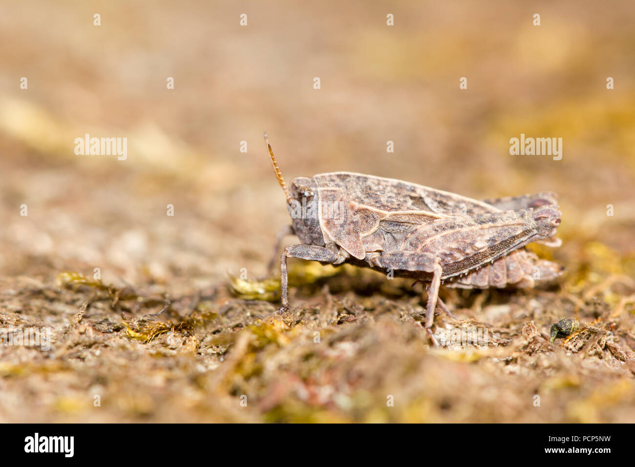 Groundhopper hi-res stock photography and images - Alamy