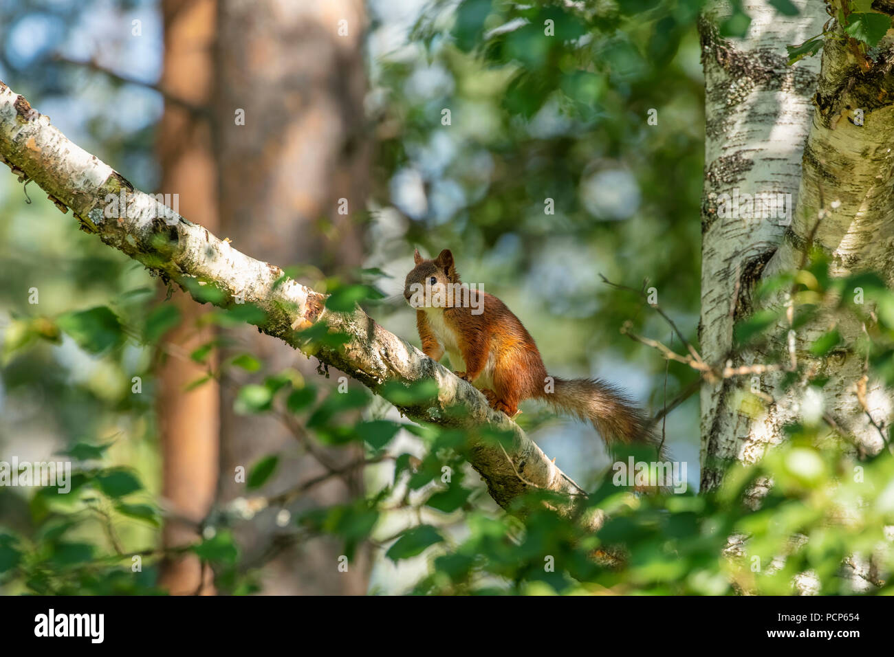 Red Squirrel in tree Stock Photo - Alamy