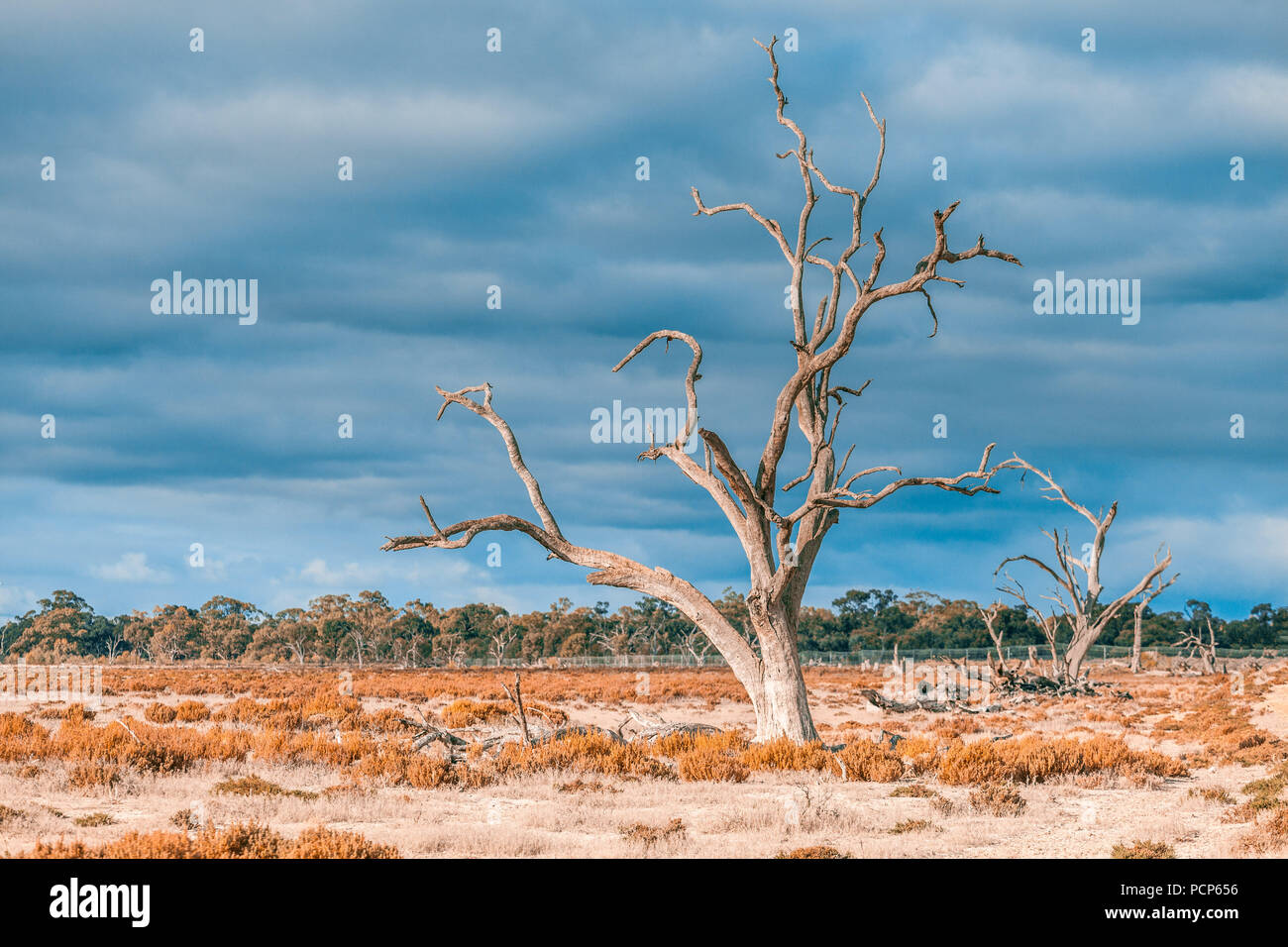 Dead barren gum tree in native Australian Landscape Stock Photo - Alamy