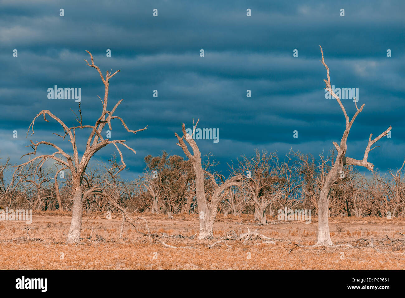 Dead gum trees in South Australia Stock Photo - Alamy