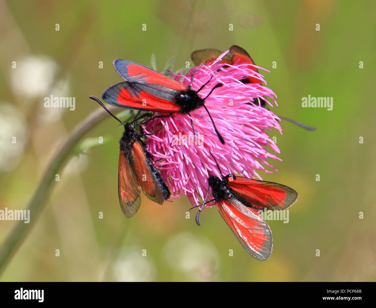 Red moth hi-res stock photography and images - Alamy