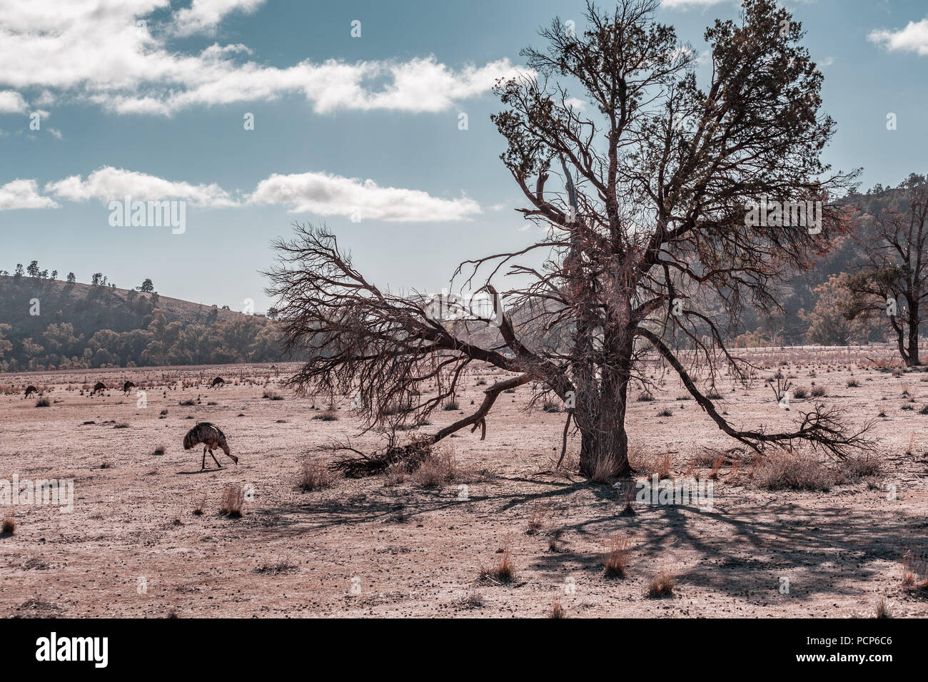 South Australian landscape with Emu and old tree Stock Photo - Alamy