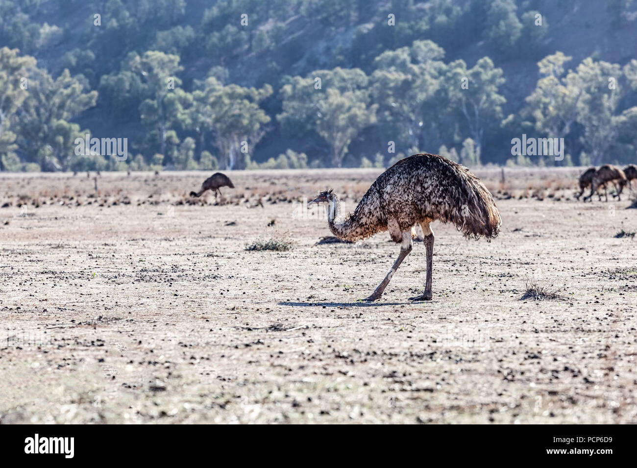 Emu bird in typical South Australian Landscape Stock Photo - Alamy