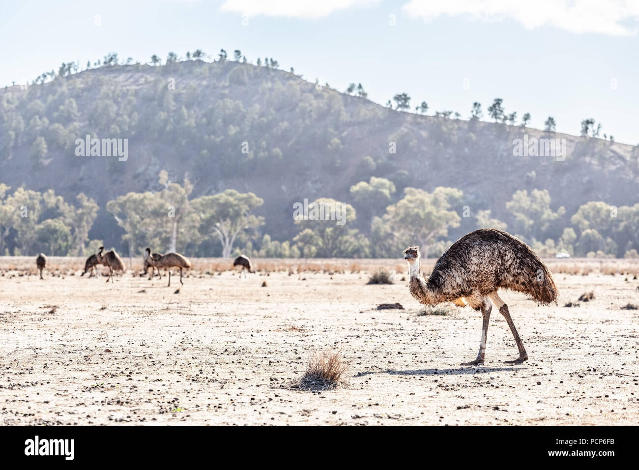 A lot of Emu birds in Ikara-Flinders Ranges National Park, South ...